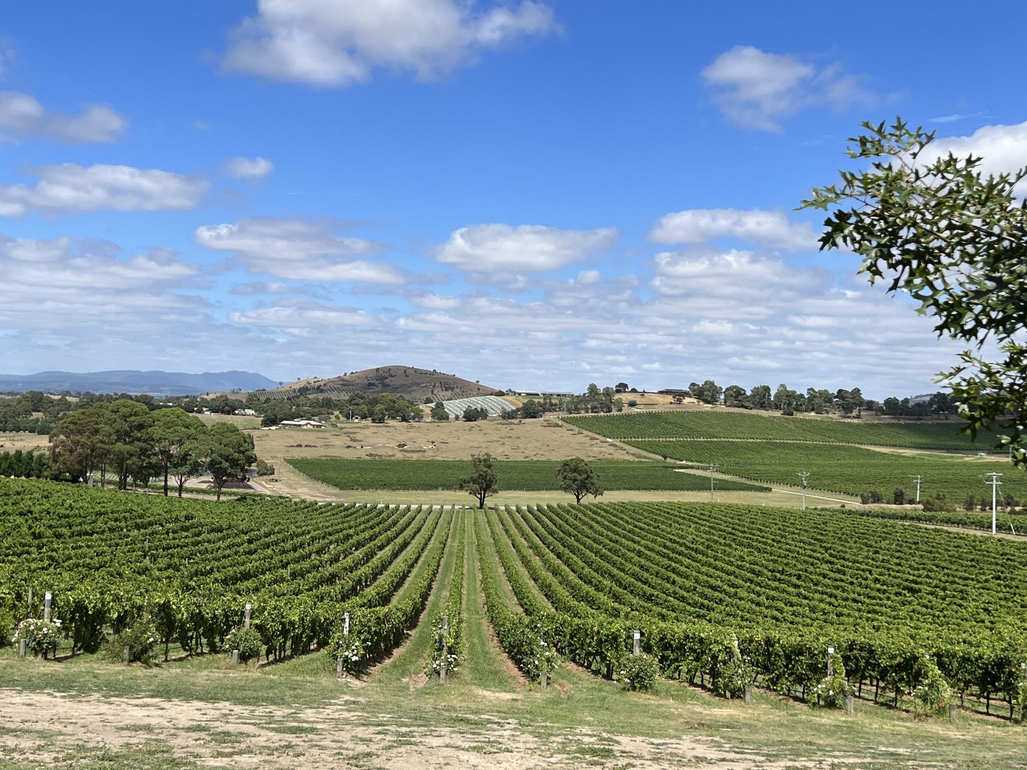Weekend Wanders: A Guide to the Yarra Valley - LittleWanderingWren